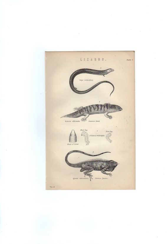 LIZARDS 2 Skeletons Drawings. Antique Print. Reptile Anatomy | Etsy