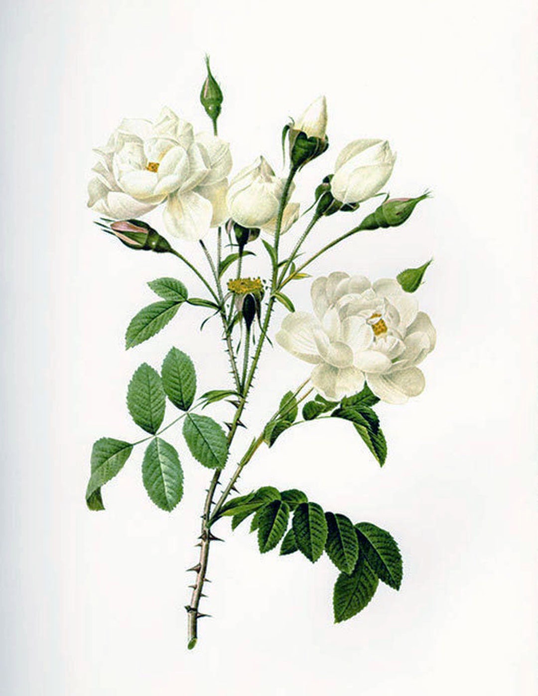 Botanical REDOUTE ROSE Flower Print 108 Flower Medium Artwork White ...