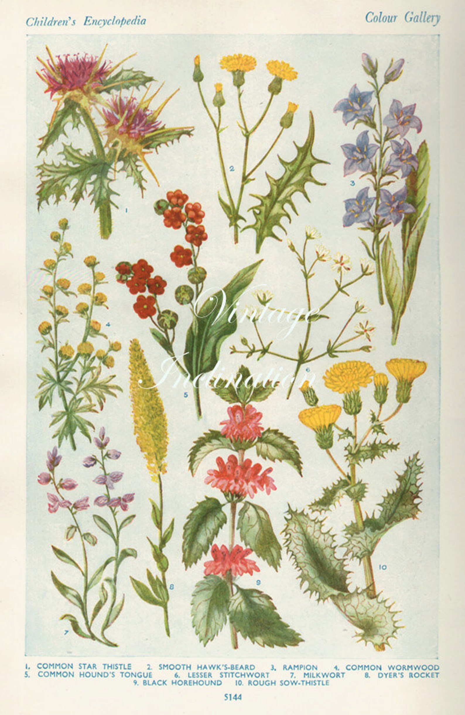 Vintage Antique 1930s Flowers Botanical Floral Bookplate - Etsy Australia