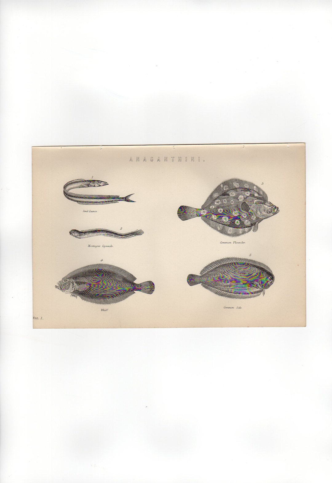 1888 ANAGANTHINI FISH - Flounder, Sole Engraving Print 131 Year Old ...