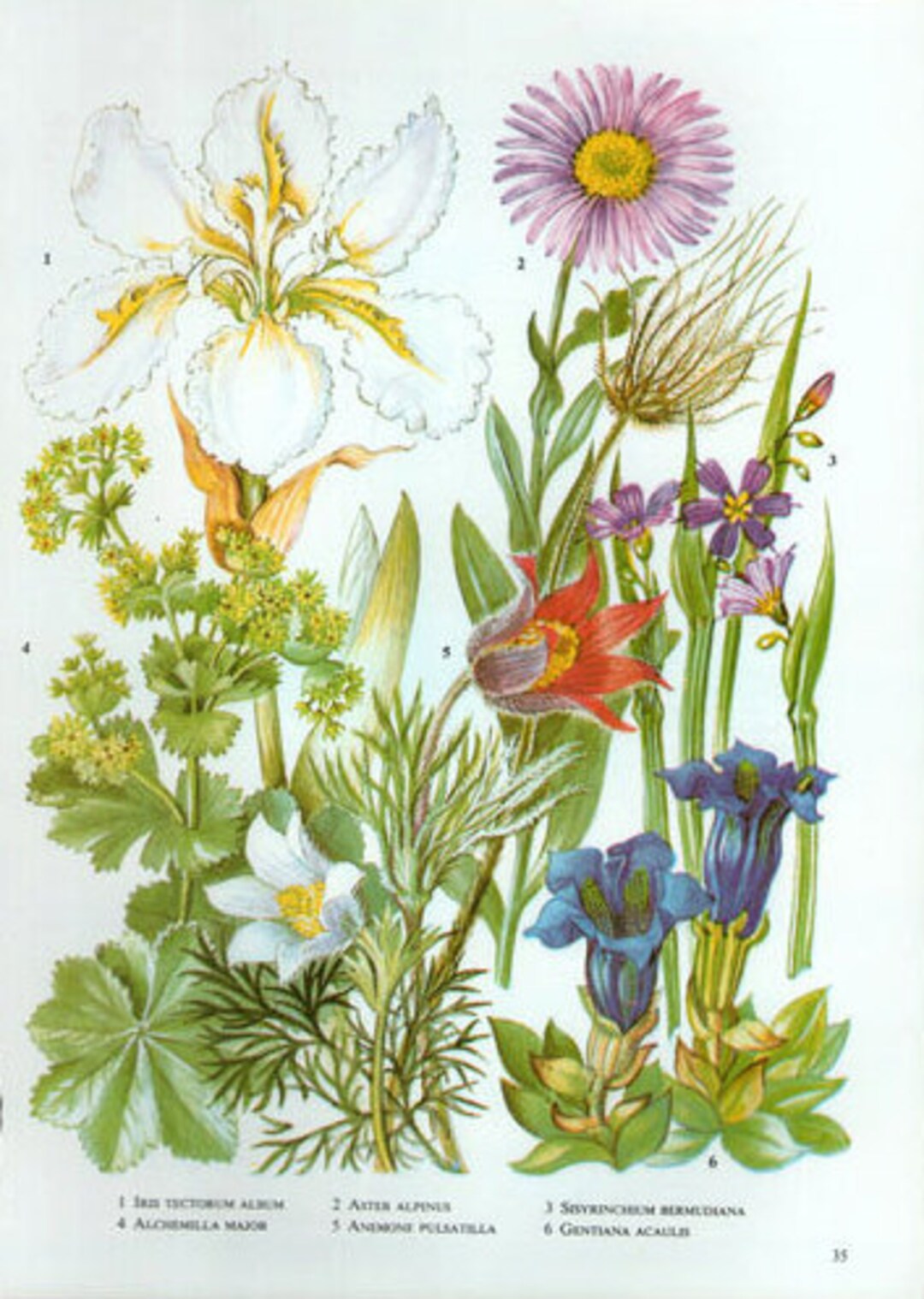 Vintage Botanical Print Antique FLOWERS, Plant Print Botanical Print ...