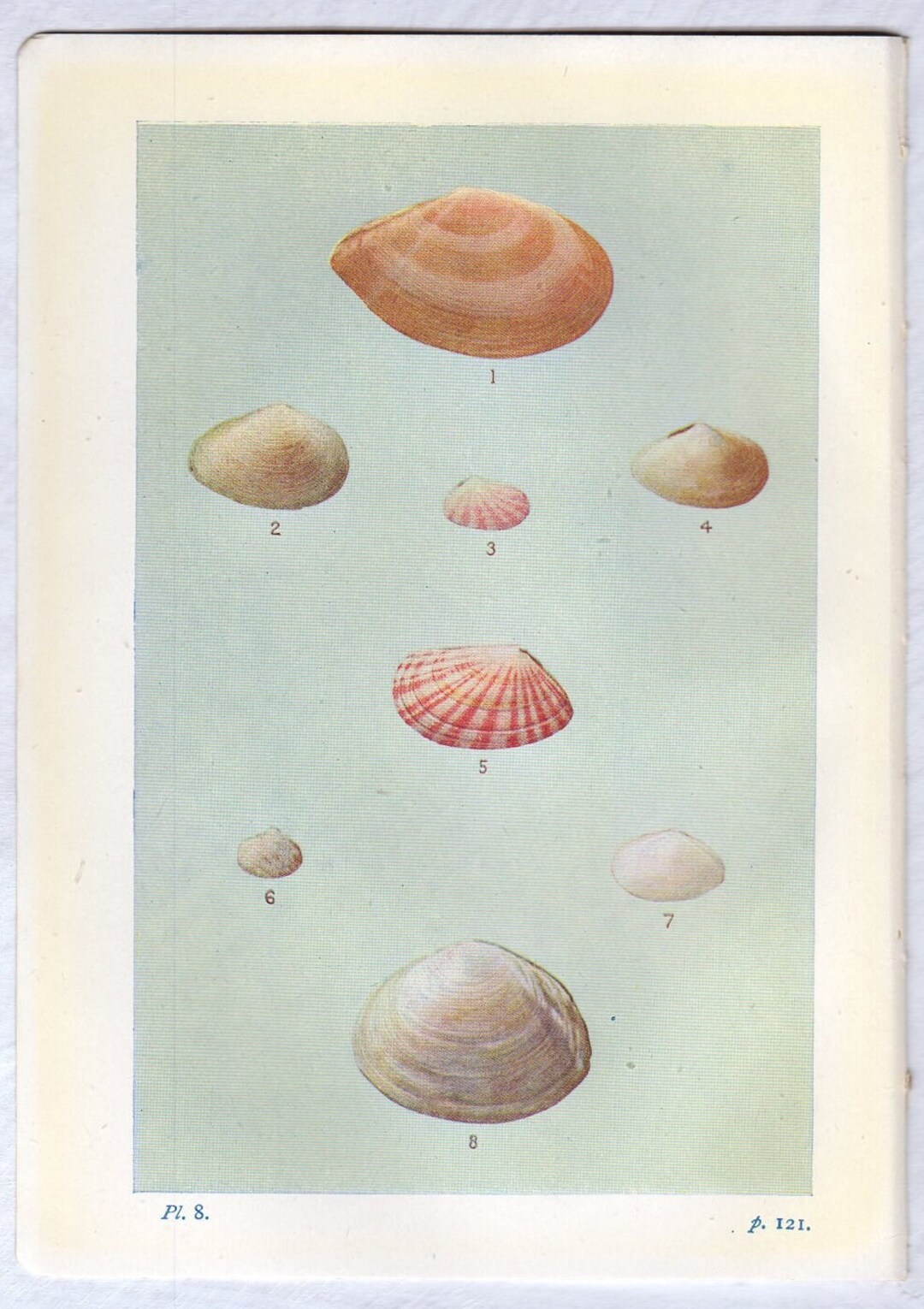 Antique Sea Shells Plate 8 Antique Molluscs Lithograph - Etsy