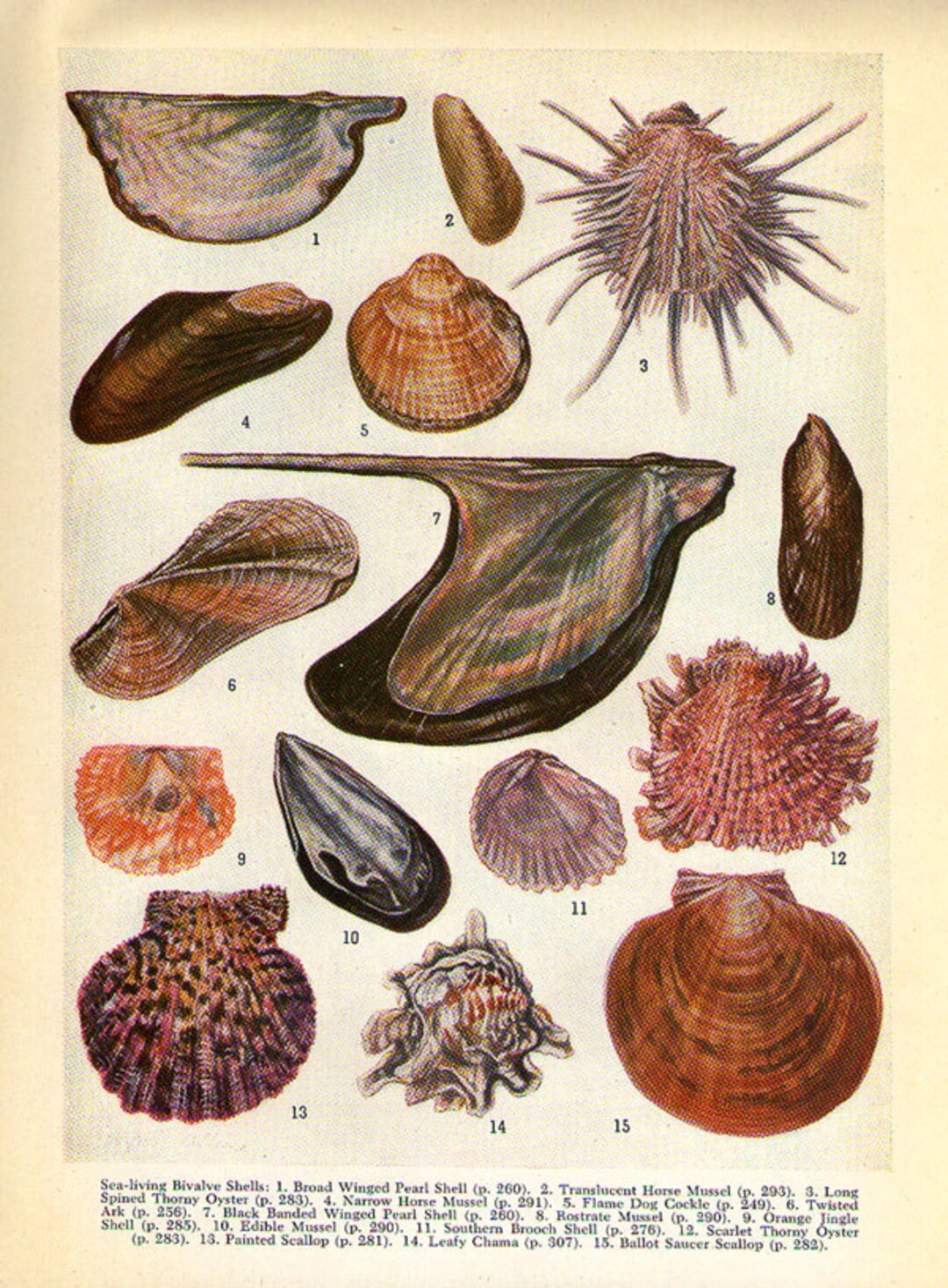 Art Print 1950, Sea Living Bivalve Shells, Print - Etsy