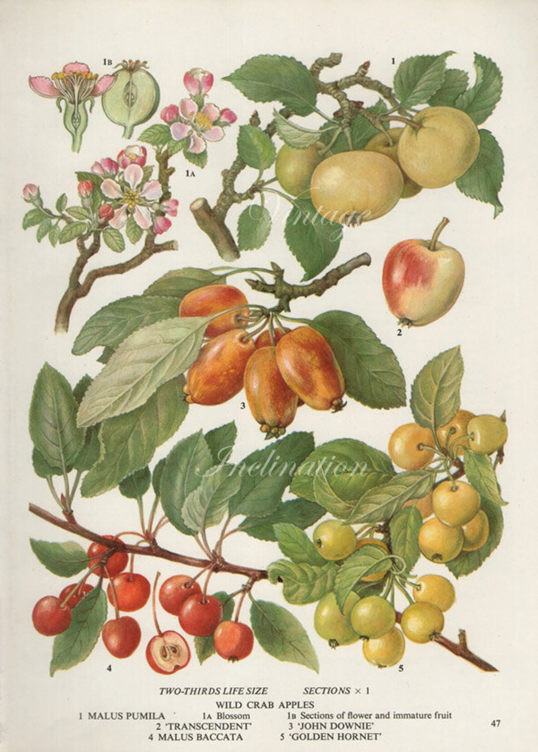Vintage Botanical Print Antique WILD CRAB APPLES 47, Plant Print ...