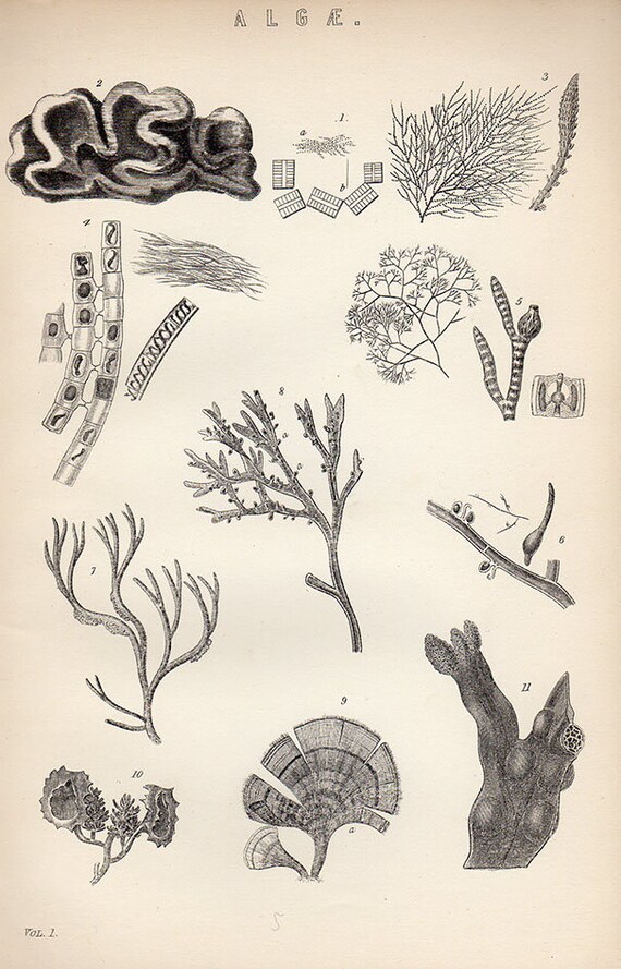Algae Plant Drawing
