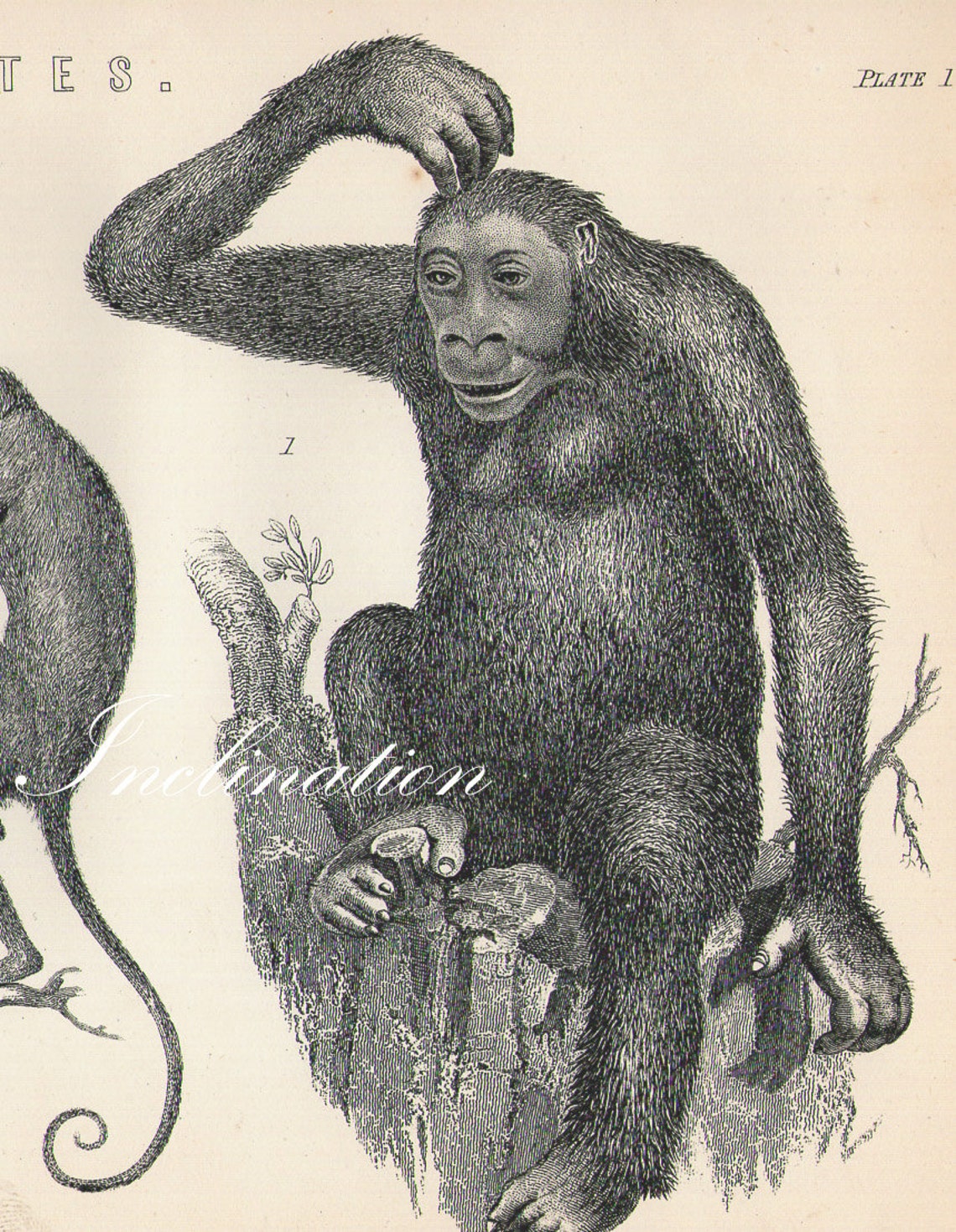 Antique Print PRIMATES Gorilla Monkey Chart 1 1890 Wall Art - Etsy