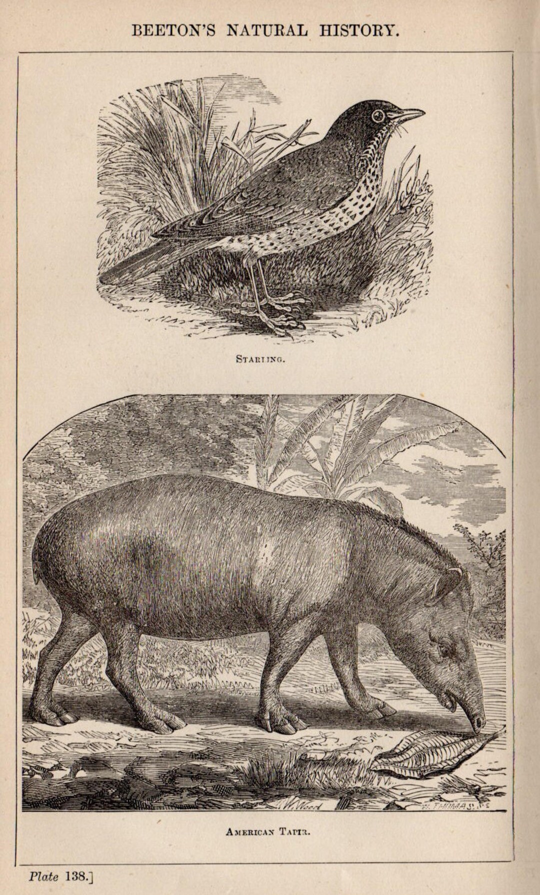 Antique Print, 1871 AMERICAN TAPIR STARLING, Engraving, Beautiful Wall ...