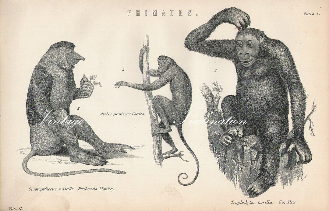 Antique Print, PRIMATES Gorilla Monkey Chart 1 1890 Wall Art Vintage B ...