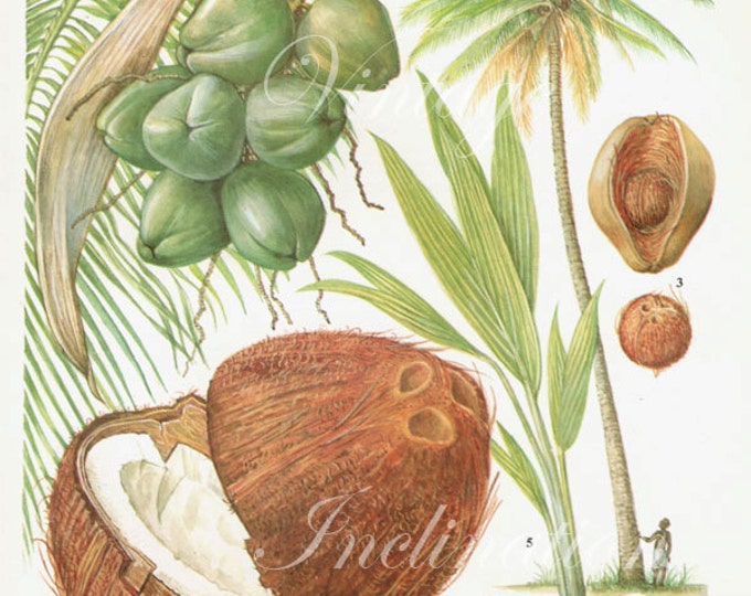 Coconut Fruit Chart Food Botanical Kitchen Illustration Palm Tree ...