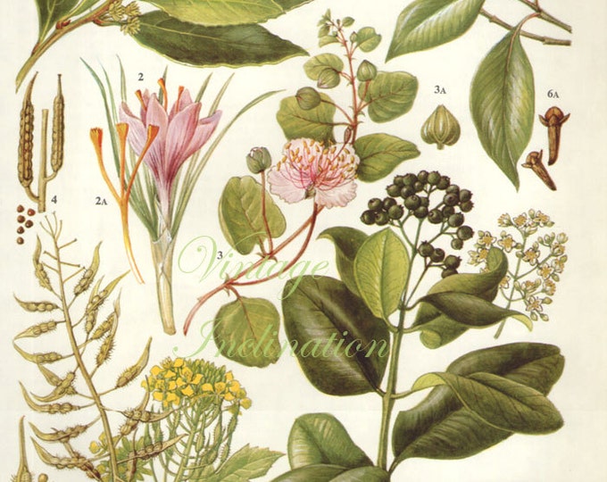HERBS BAY LEAVES Vintage Botanical Print Antique, Plant Print 133 ...