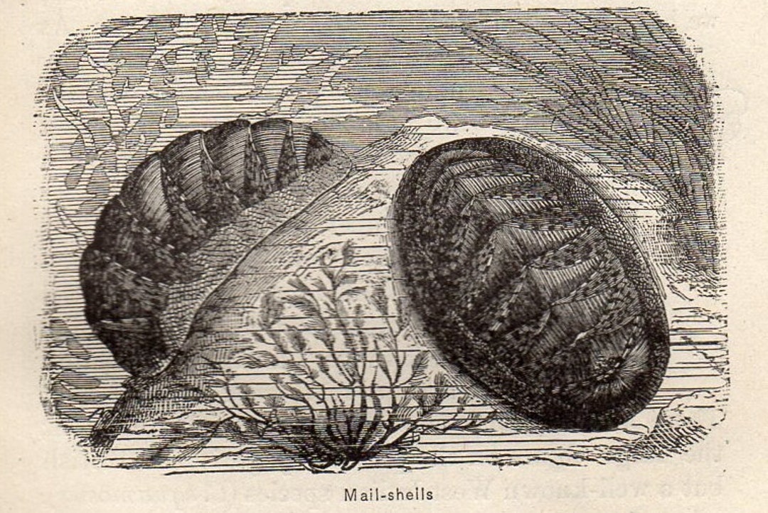 Antique Sea Mail Shells, Antique Molluscs Lithograph Page - Vintage ...