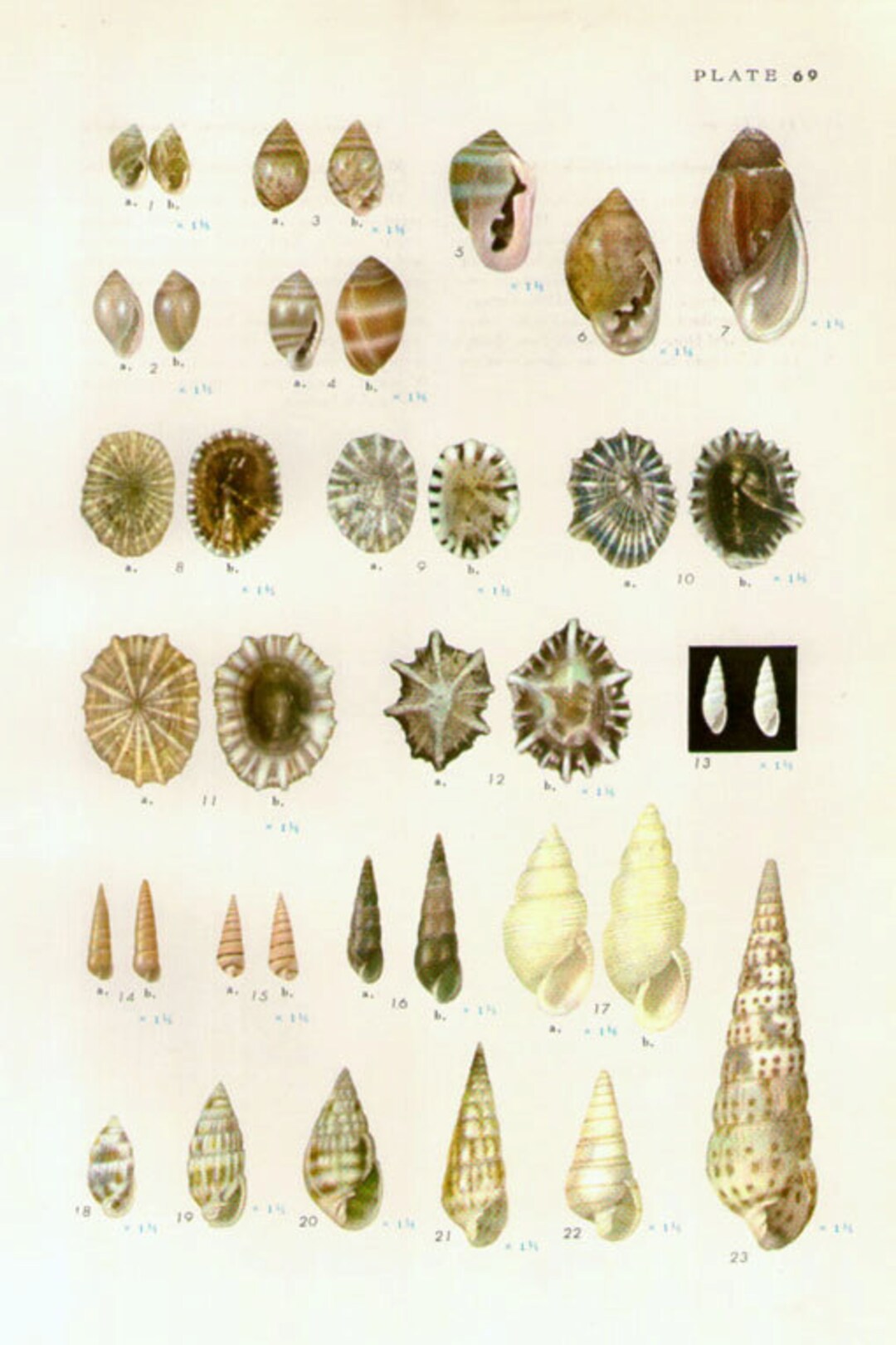 Vintage Sea Shells Print 69, Antique Lithograph - Etsy