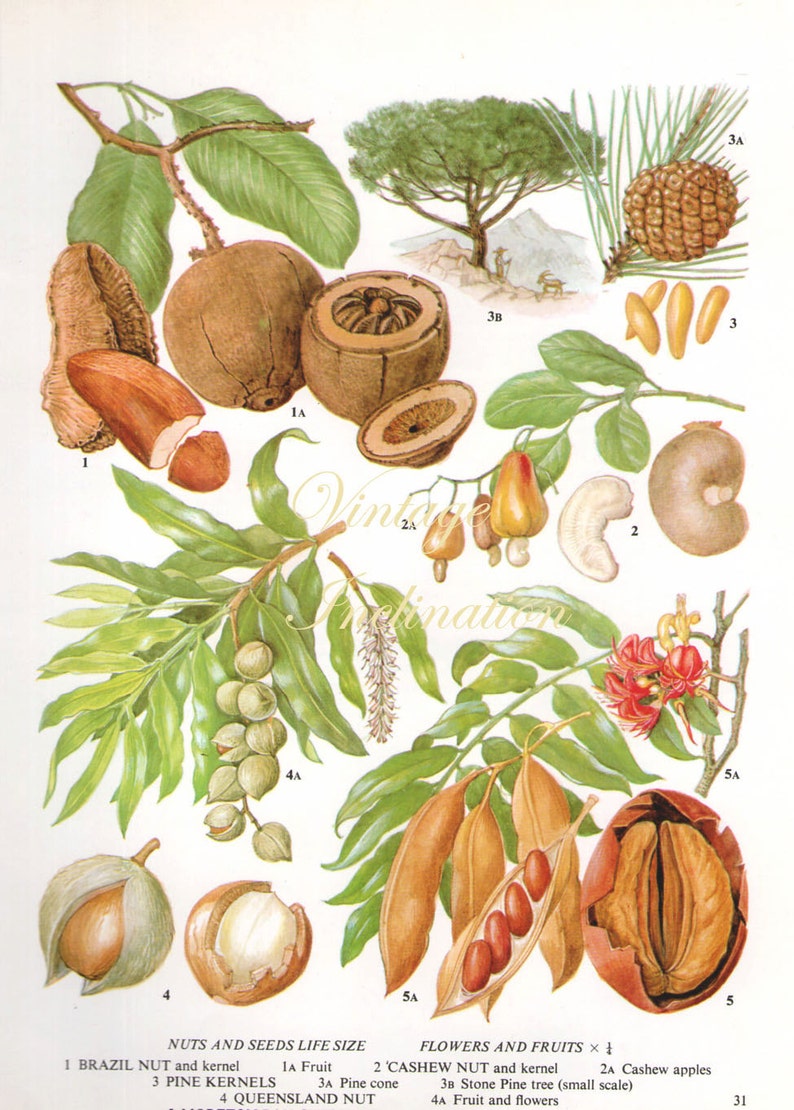 Vintage Botanical Print Antique Brazil Nut 31 Plant Print - Etsy