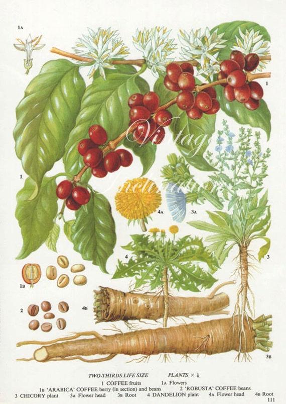 Vintage Botanical Print Antique COFFEE BERRY Plant Print | Etsy