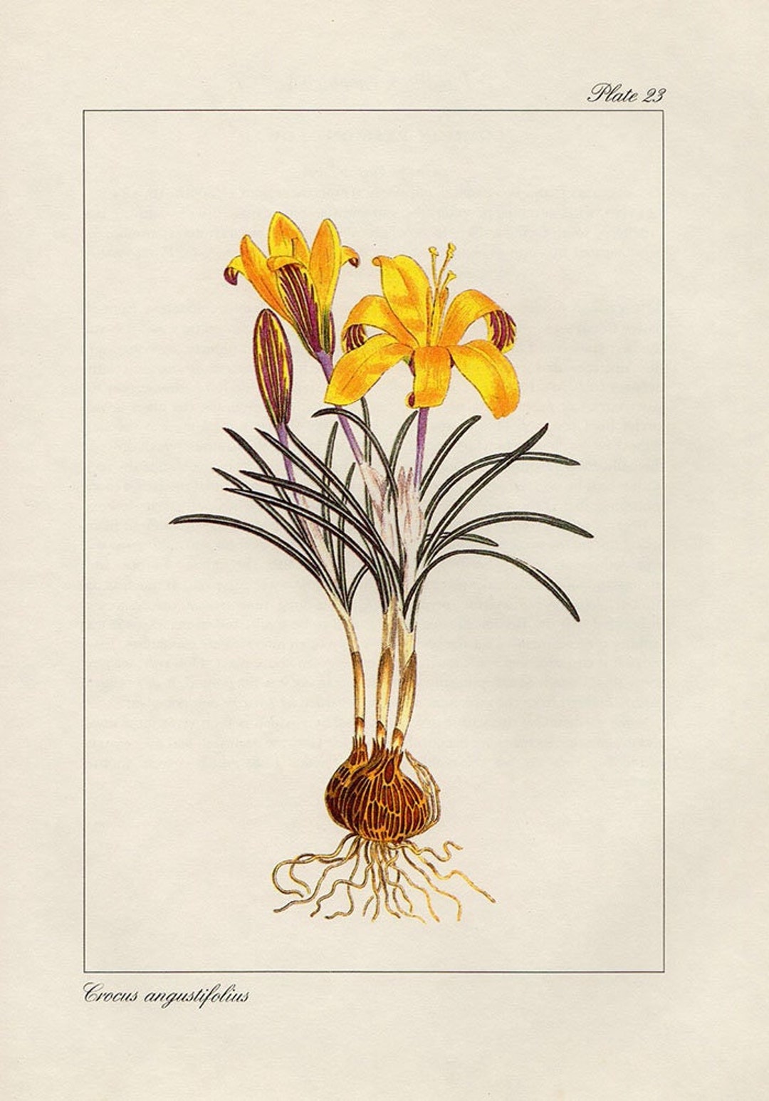 Vintage Crocus Angustifolius Botanical Print Antique Flowers - Etsy ...