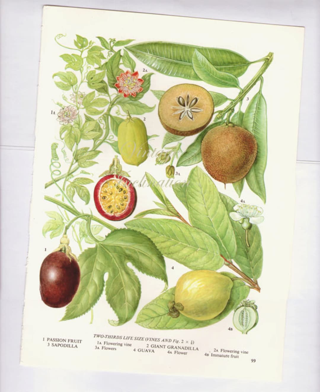 Botanical Fruits PASSION FRUIT Print Edible Plants Kitchen Vintage ...
