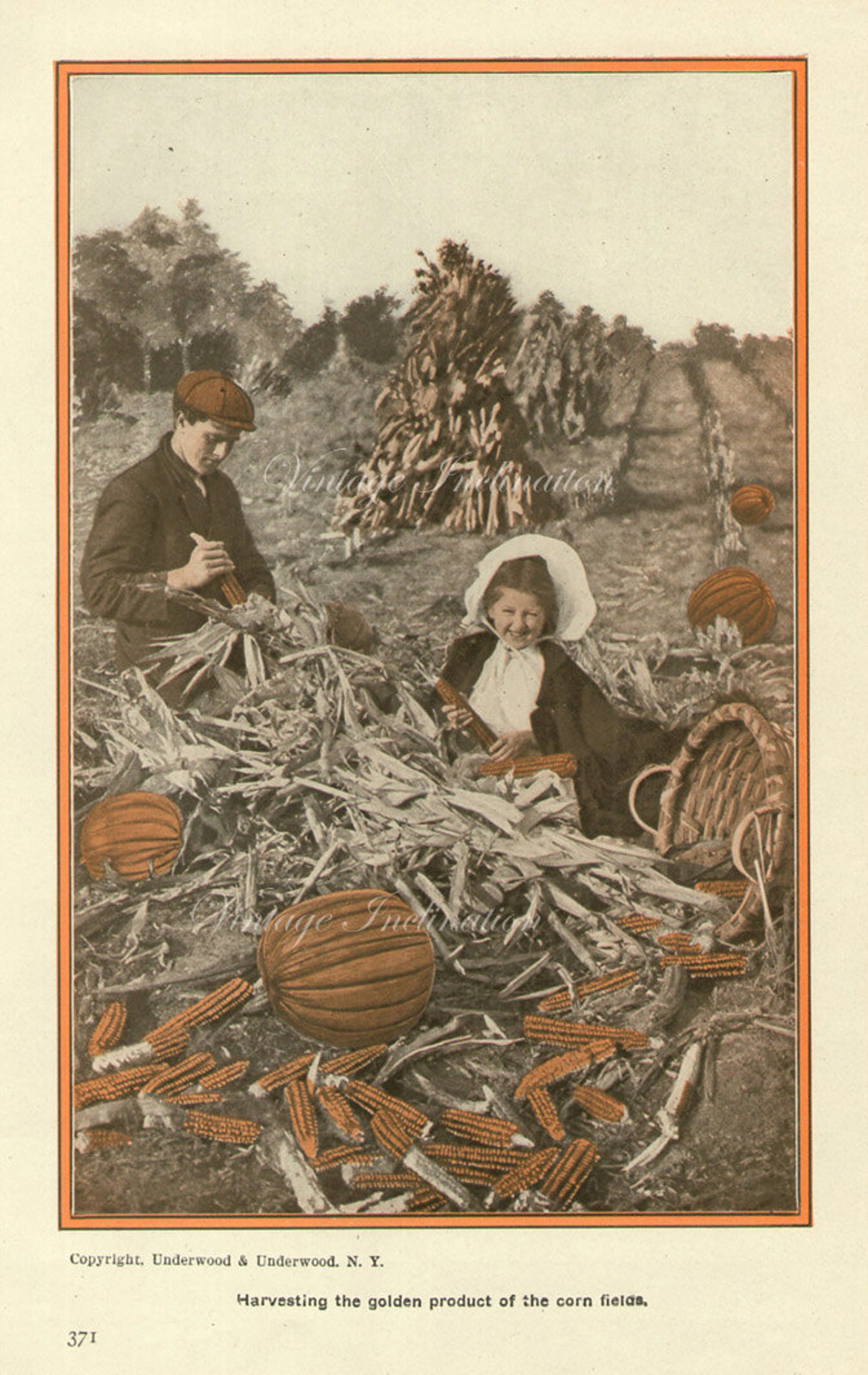 Vintage Print Antique HARVESTING CORN Plant Print Botanical Print ...