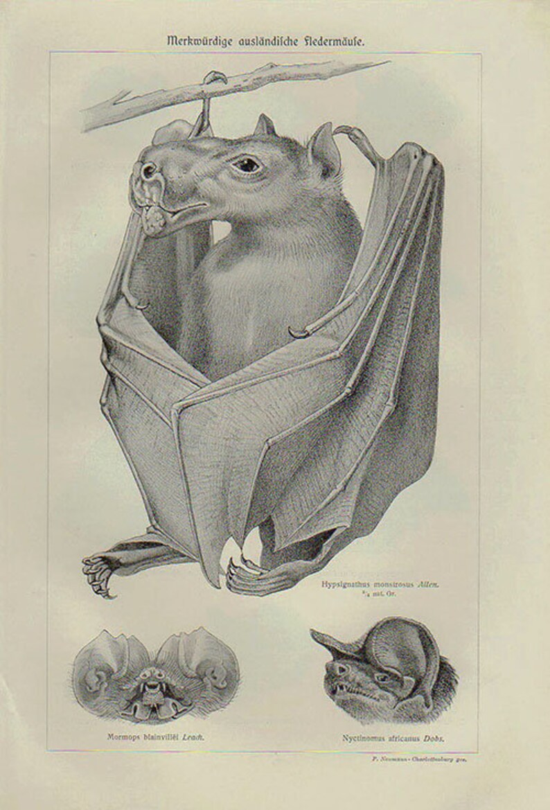 Antique Print BAT Chart 1900 Vampire Bat Beautiful Bats Wall - Etsy