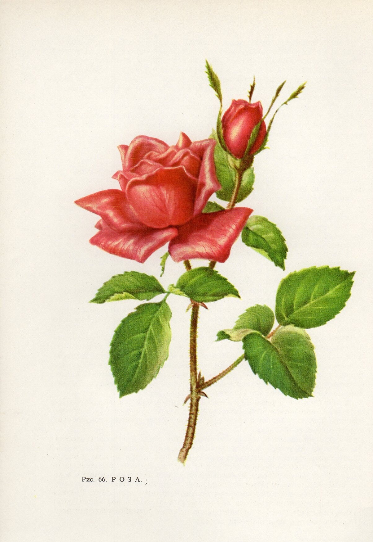 Botanical Rose Print