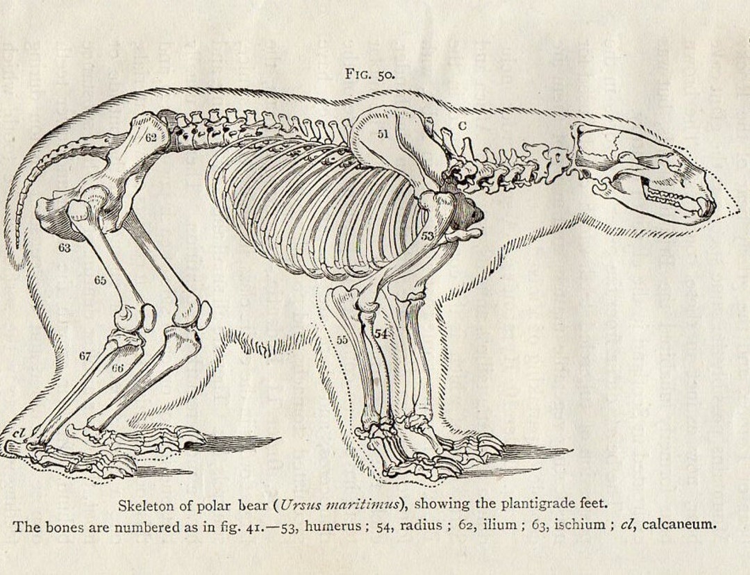 1888 POLAR BEAR Antique Miniature Animal Anatomy Print - Etsy