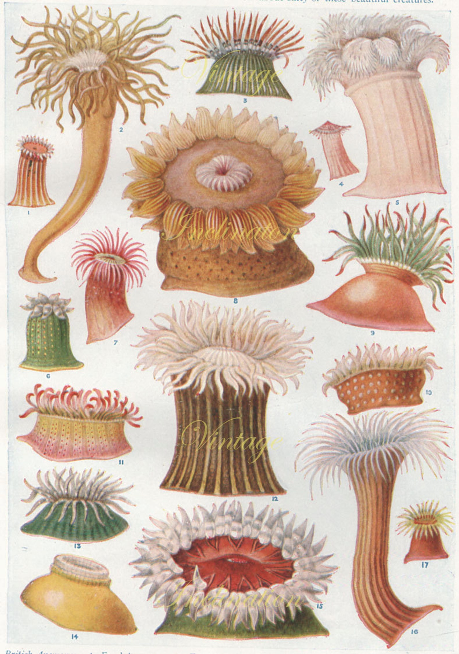 Vintage Sea Anemone Ocean Print 1920 1554 Antique Lithograph - Etsy