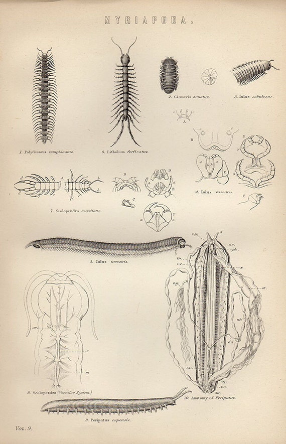 Antique Print MYRIAPODA ARTHROPODS 1890 Wall Art Vintage | Etsy