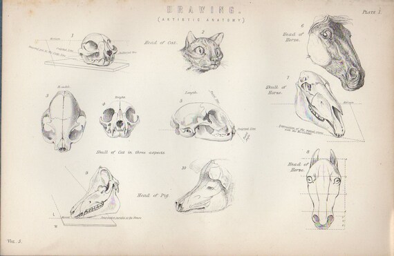 CAT HORSE Skulls Skeletons Drawings. Antique Print. Ocean | Etsy