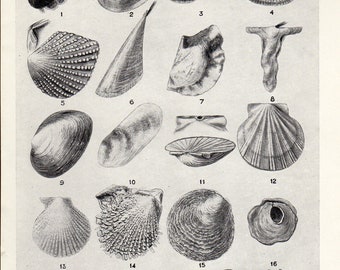 Vintage Flower Print 1938 Antique Red Yellow Snapdragon - Etsy