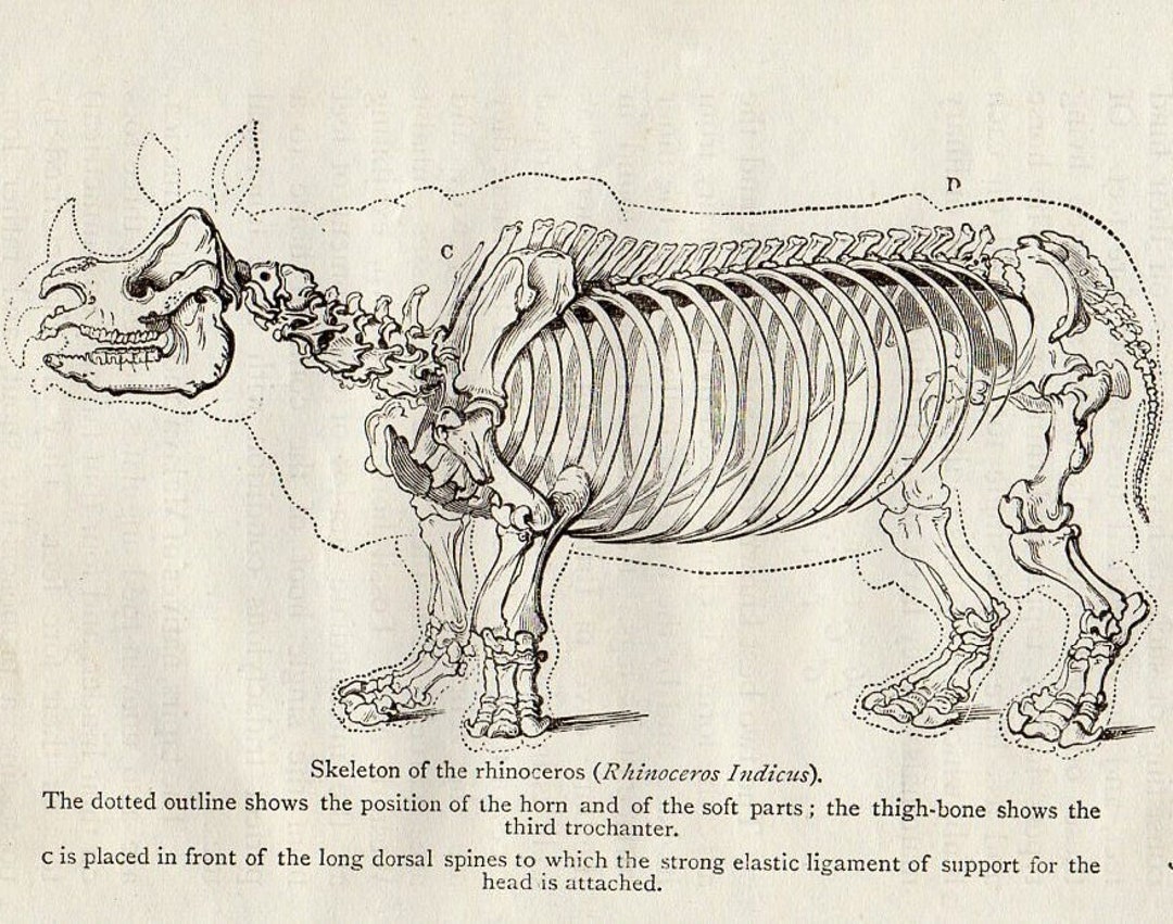 1888 RHINOCEROS Antique Miniature Animal Anatomy Print - Etsy