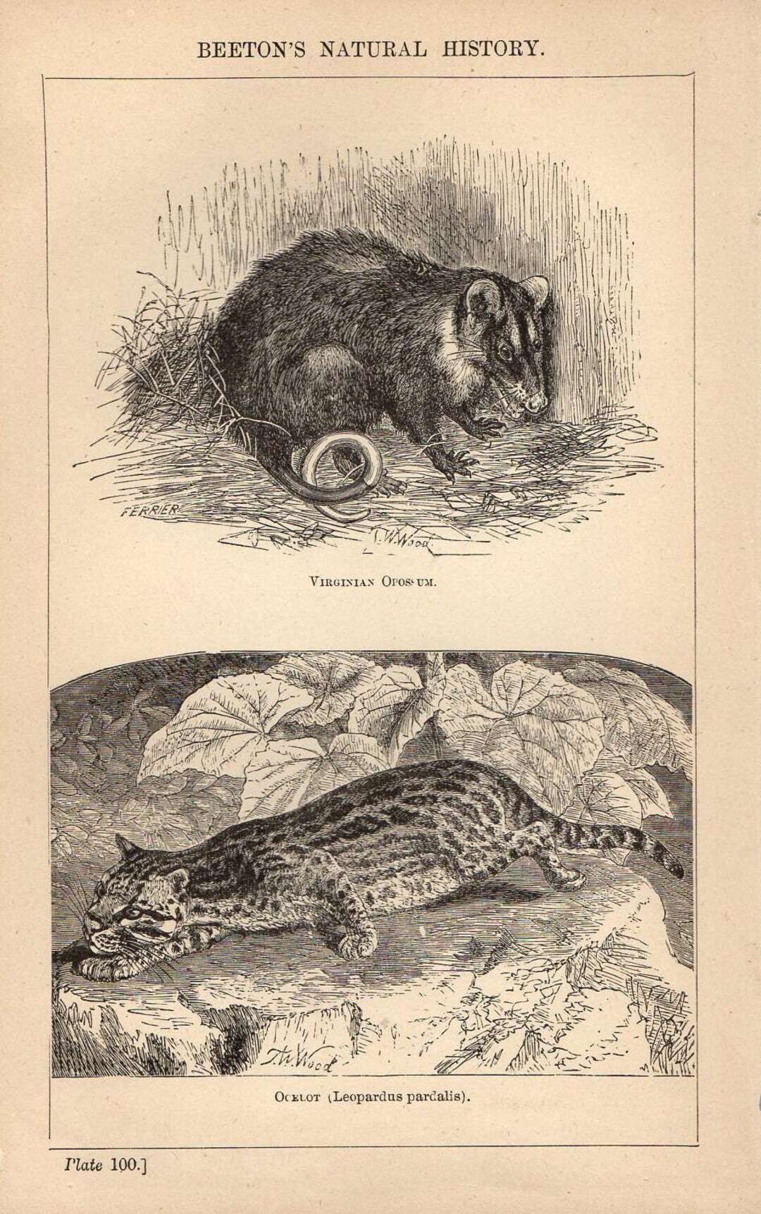 Antique Print, Ocelot Leopardus Wild Cat, Opossum, Chart 1871 Beautiful ...