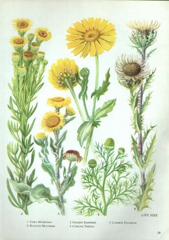 Vintage Botanical Print Antique FLOWERS Plant Print Botanical - Etsy