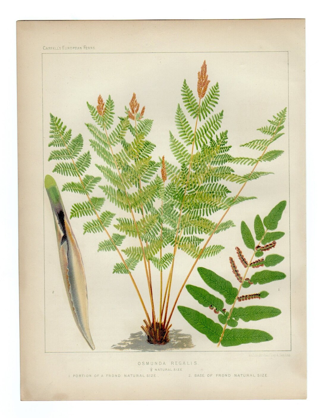 LARGE Vintage 1875 Antique Botany FERN Print 12 Fern Species Colored ...