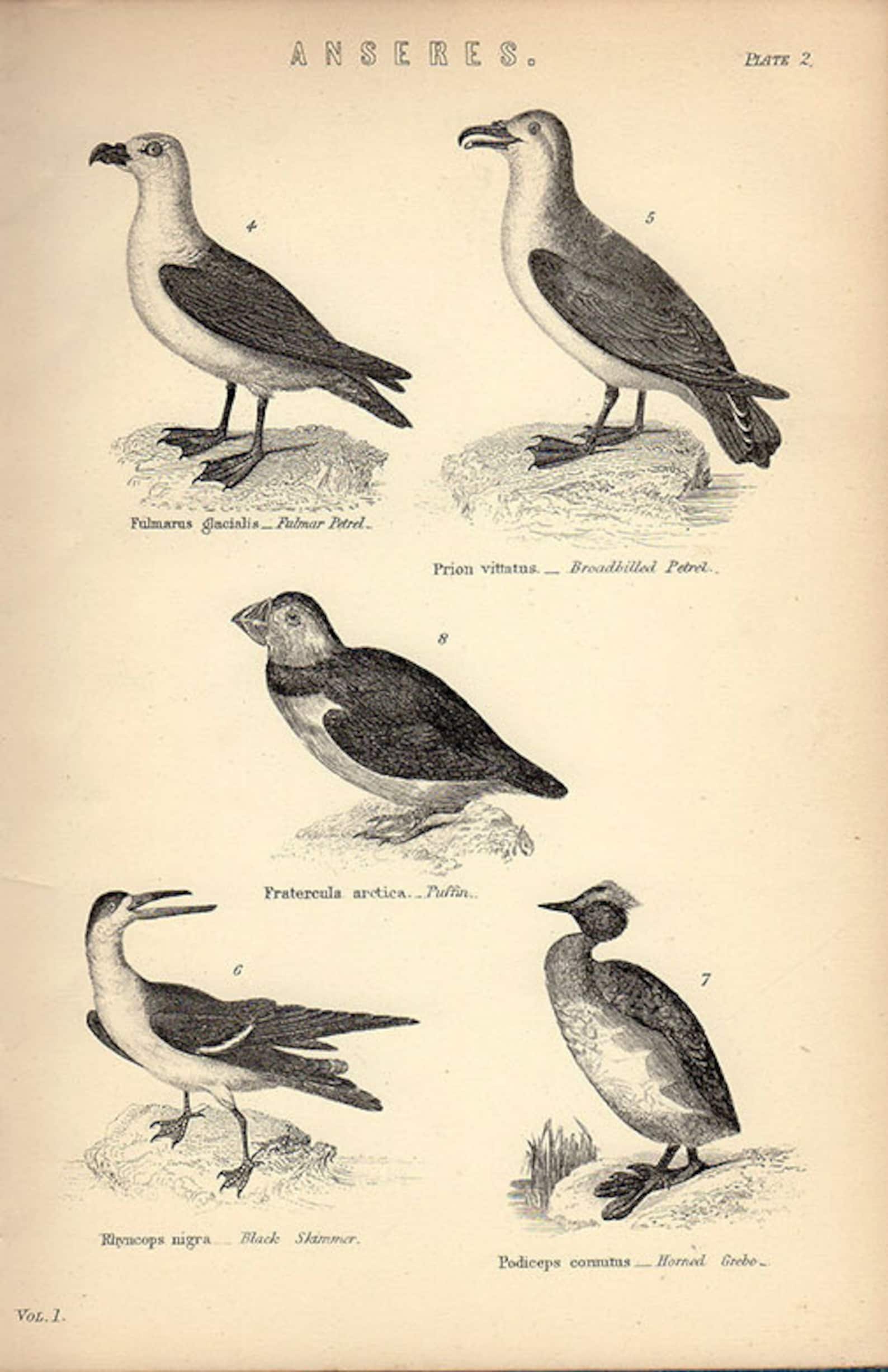 Antique Print Large BIRDS Chart 2 Beautiful Wall Art Vintage - Etsy