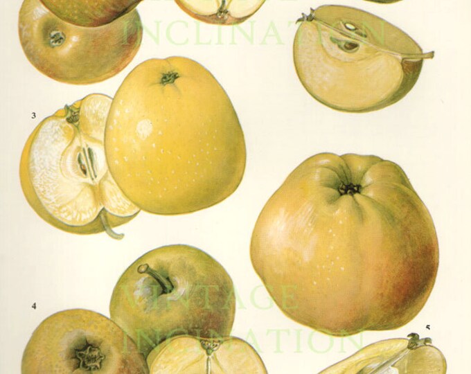 Vintage Botanical Print Antique APPLE VARIETIES 3 Plant Print - Etsy