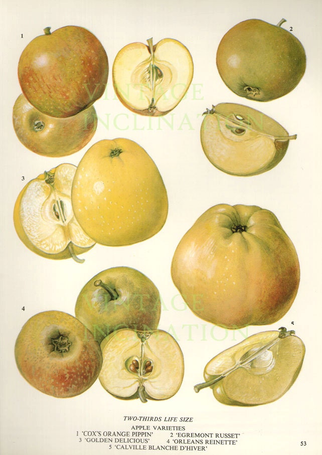 Vintage Botanical Print Antique APPLE VARIETIES 3, Plant Print ...