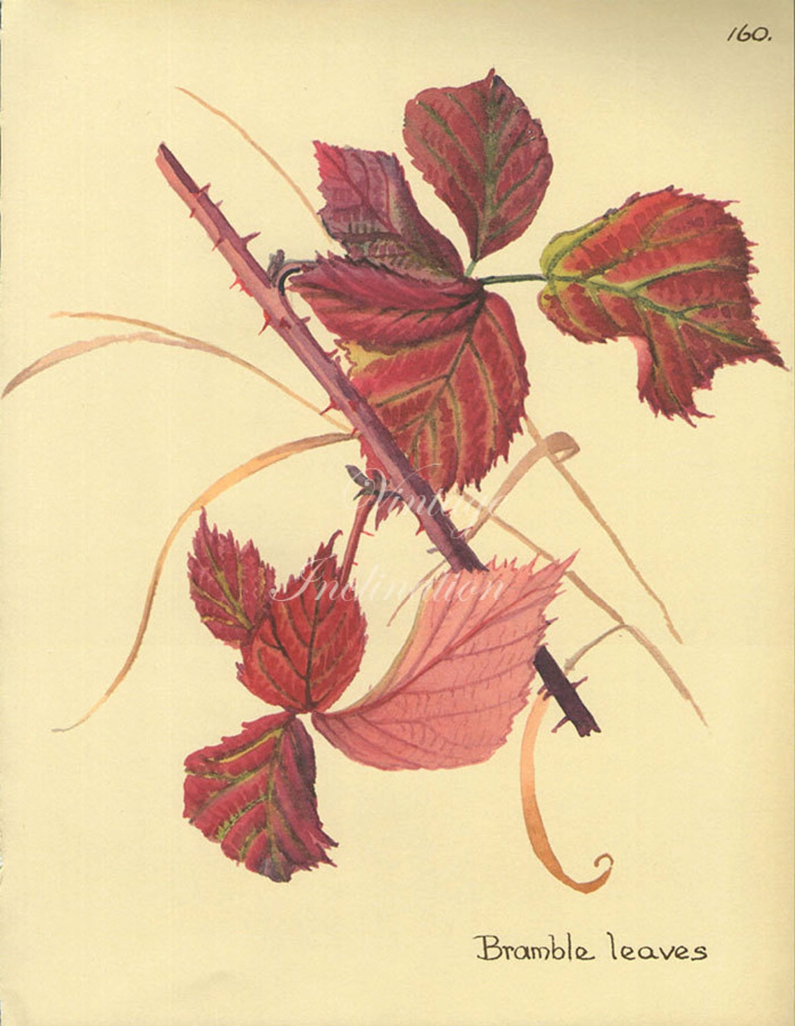 Antique Print Autumn Bramble Leaves Edwardian Chart Beautiful Wall Art ...