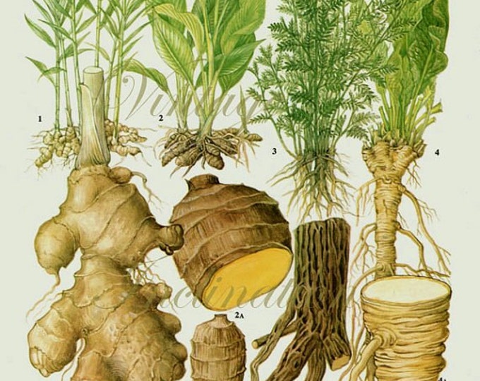 Vintage Botanical Print Antique GINGER 135, Plant Print Botanical Print ...