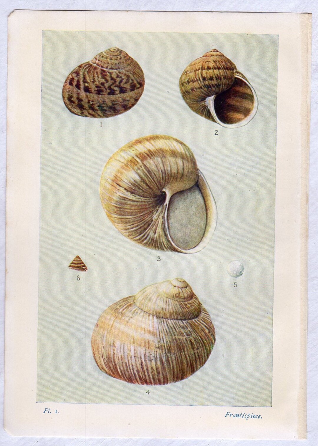 Antique Snails Shells Plate 2 Antique Molluscs Lithograph - Etsy