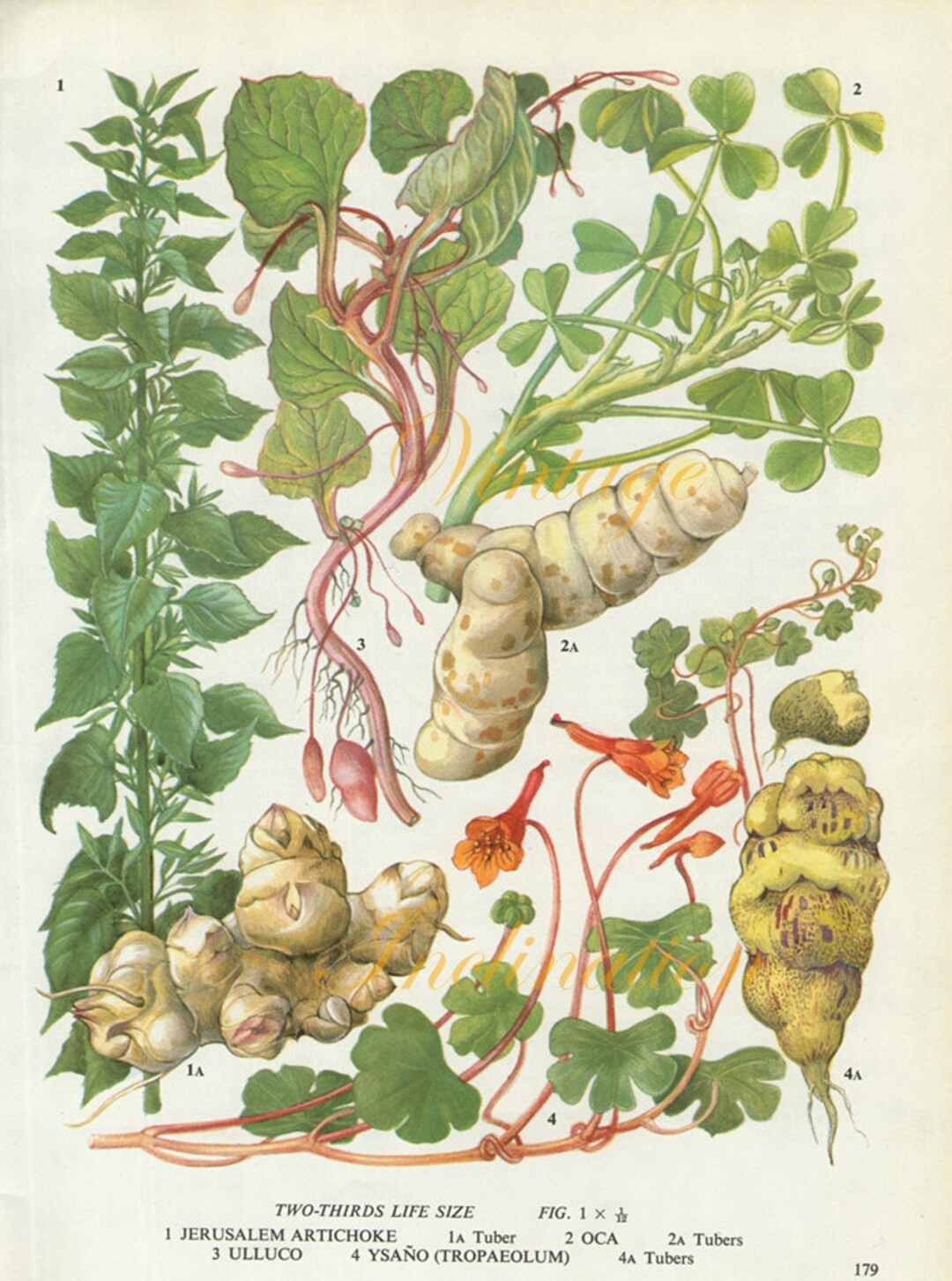 Vintage Vegetable ARTICHOKE Kitchen Decor Wall Hanging Botanical ...