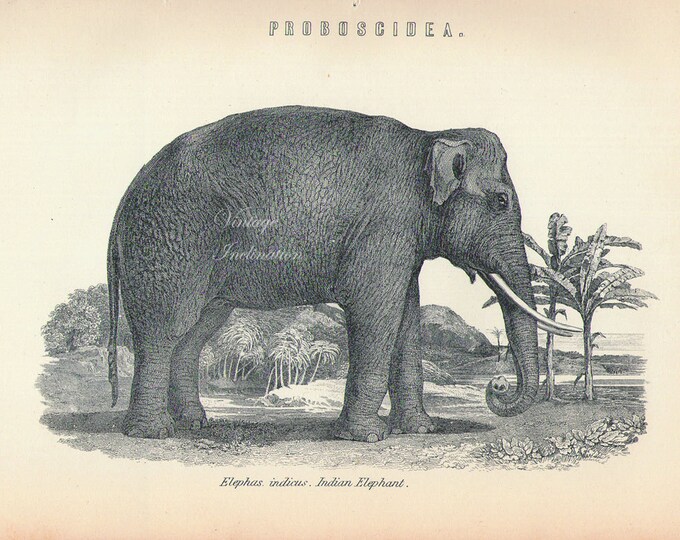 Antique Print, INDIAN ELEPHANT Chart 1890 Beautiful Wall Art Vintage B ...