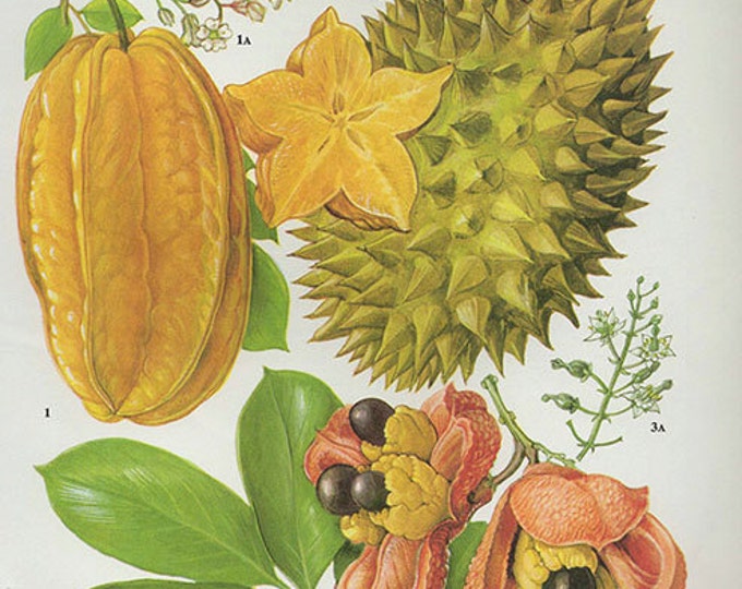 Vintage Botanical Print Antique TROPICAL FRUITS, Plant Print Botanical ...
