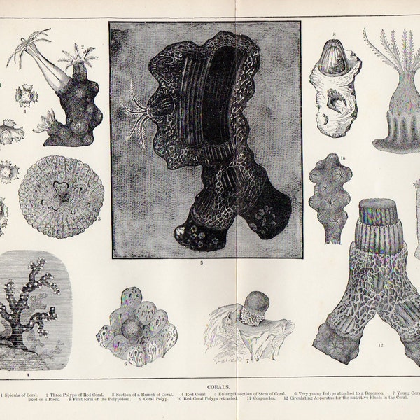 Victorian Science - Etsy