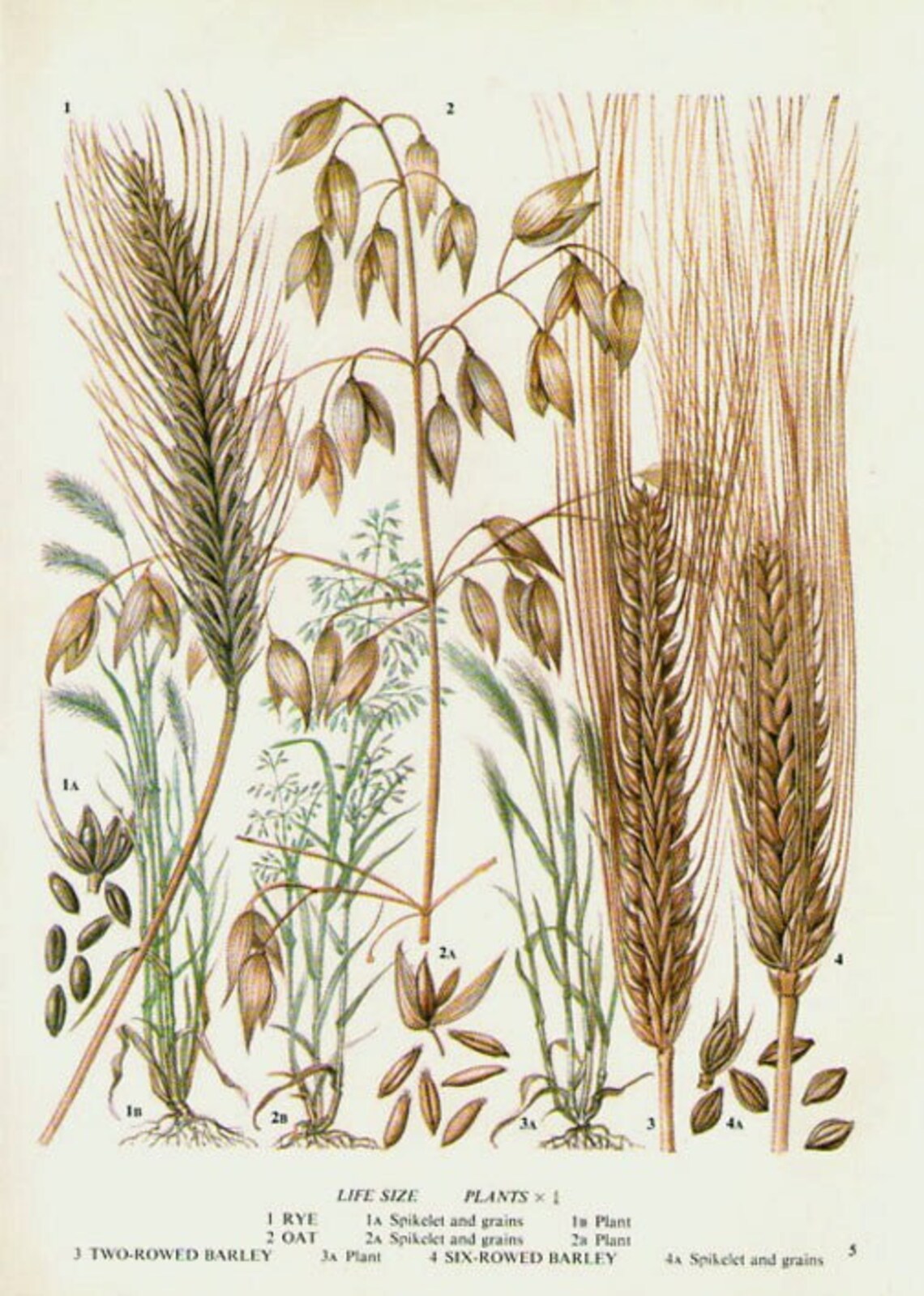Vintage Botanical Print Antique RYE OATS Grains 5, Plant Print ...
