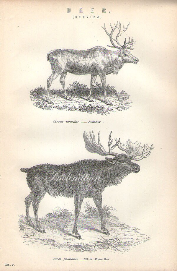 Antique Print DEER Chart 1 1890 Wall Art Vintage B/w - Etsy
