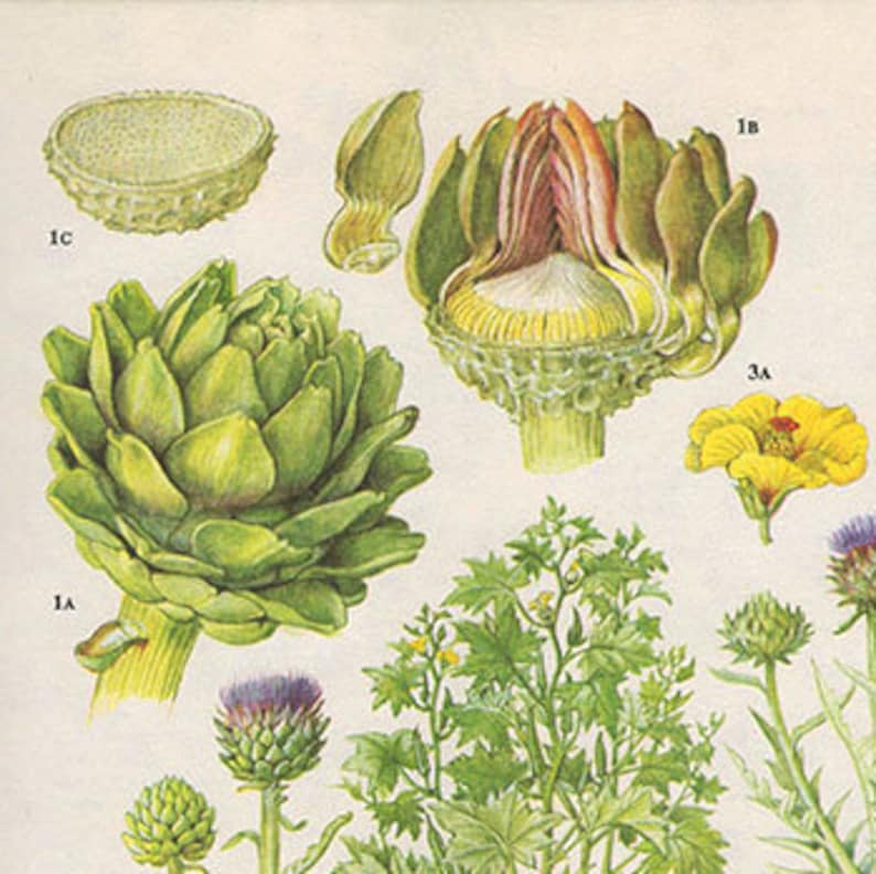Botanical Fruits ARTICHOKE OKRA Print Edible Plants Kitchen - Etsy UK