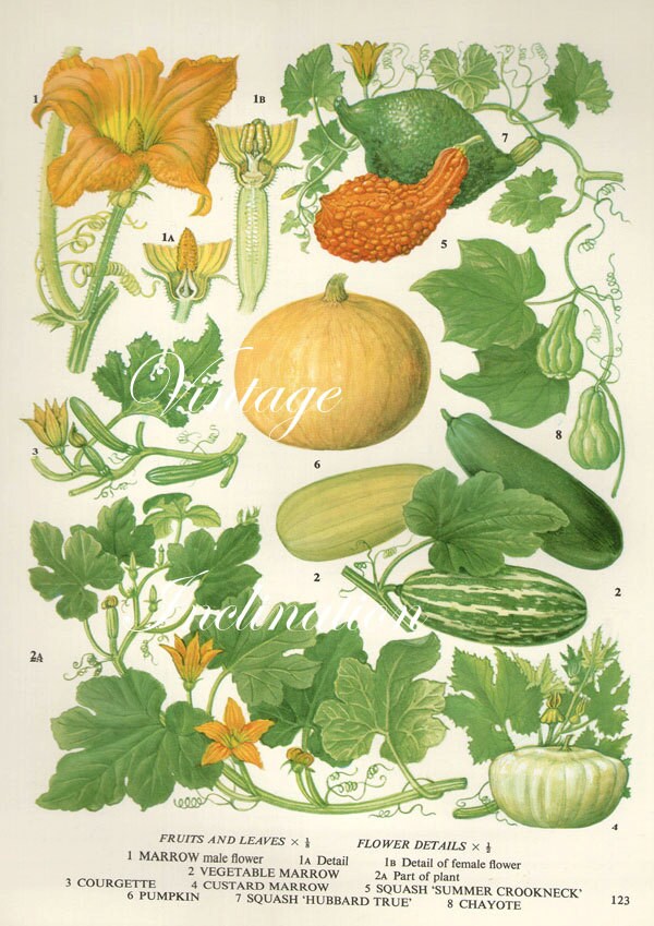 Pumpkin Botanical Illustration