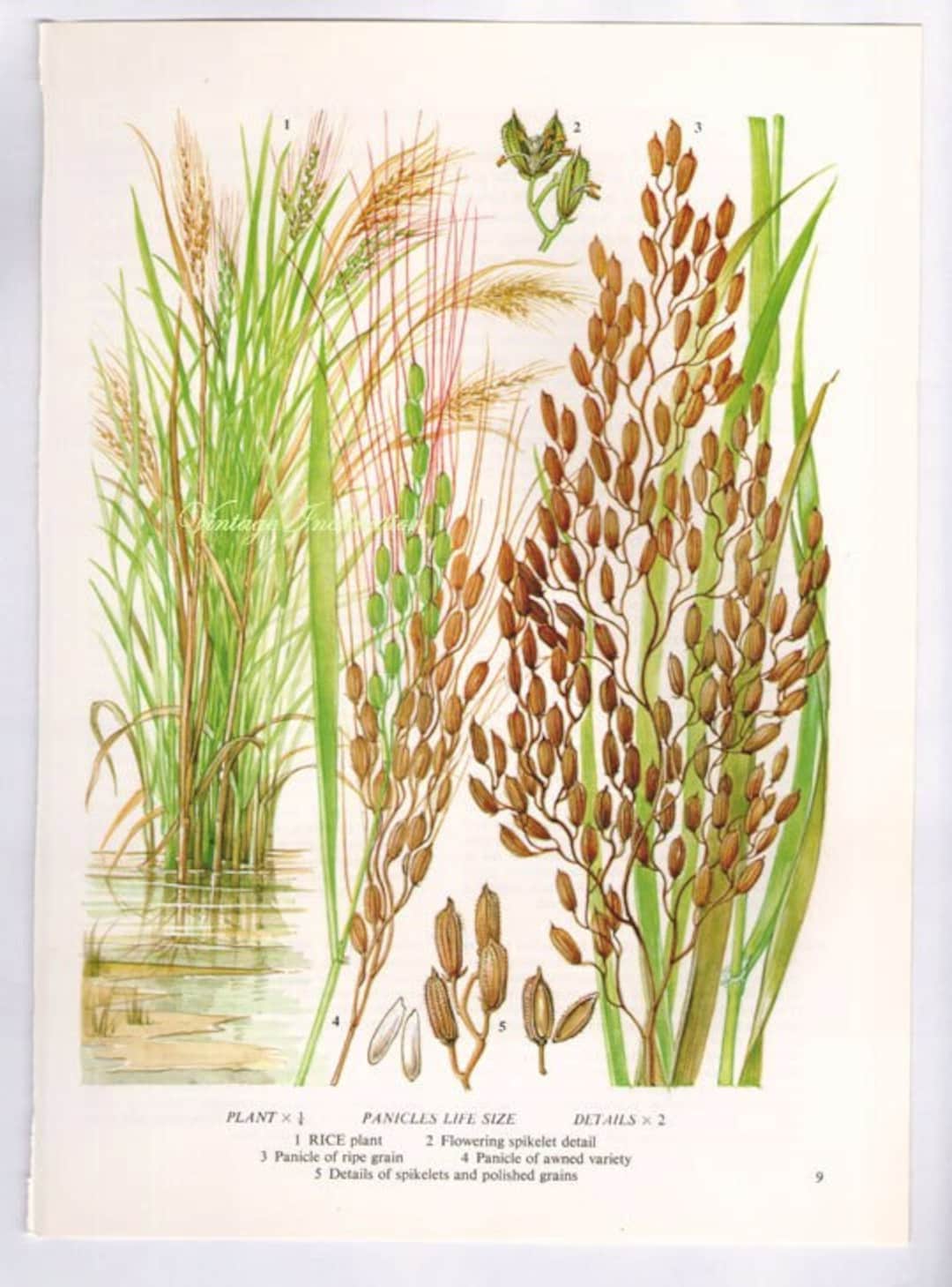 Botanical RICE GRAIN Print Edible Plants Kitchen Vintage Decor Wall Art ...
