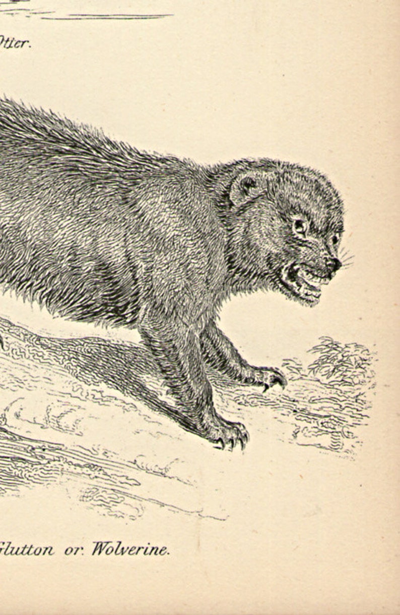 Antique Print Wolverine Marten Otter Chart 1890 Beautiful - Etsy