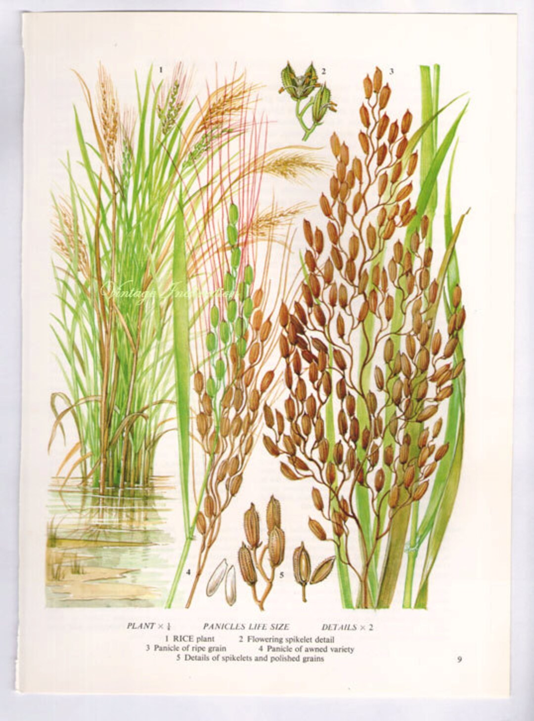 Rice Plant Drawing
