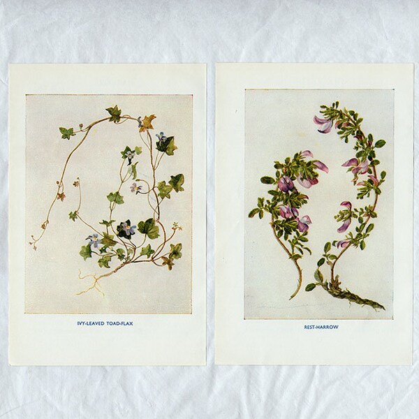 Antique Lithograph - Etsy
